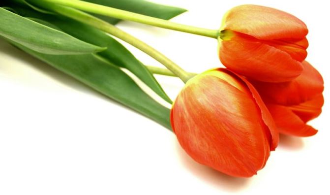 Flower Delivery with eFlorist