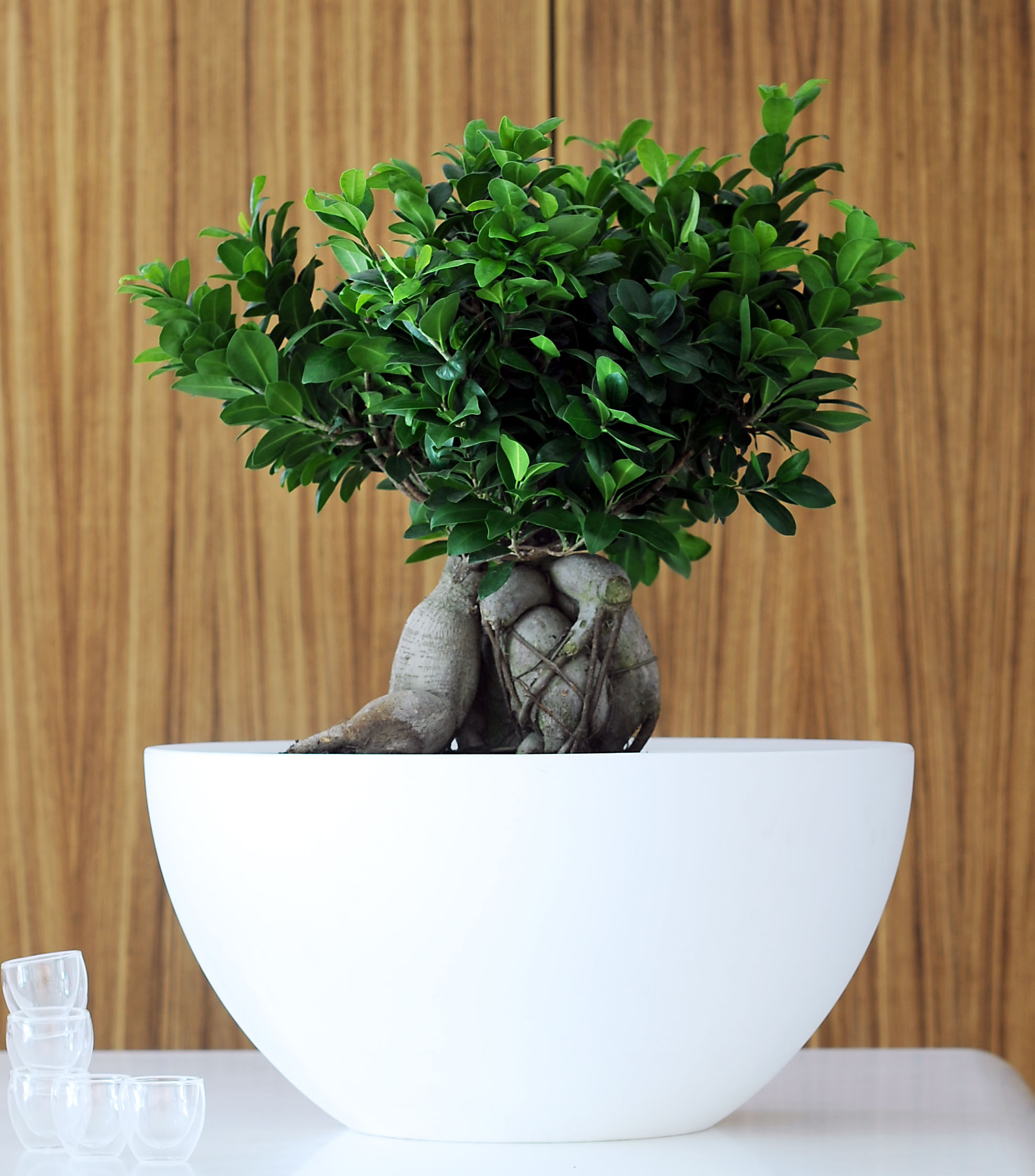 The exotic Ficus