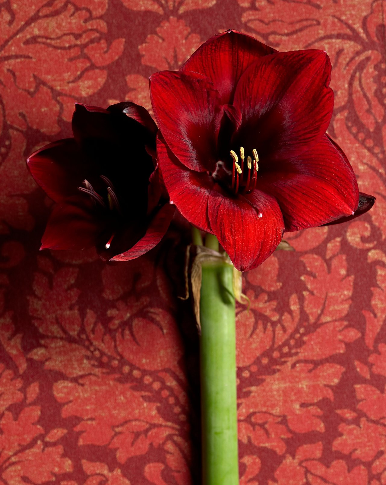 Christmas Flower Facts: Amaryllis