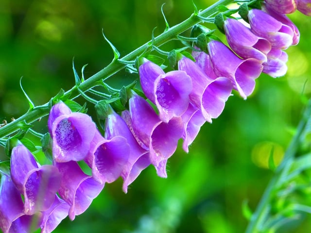 Poisonous Flowers & Plants: 11 Flowers You Want To Look Out For